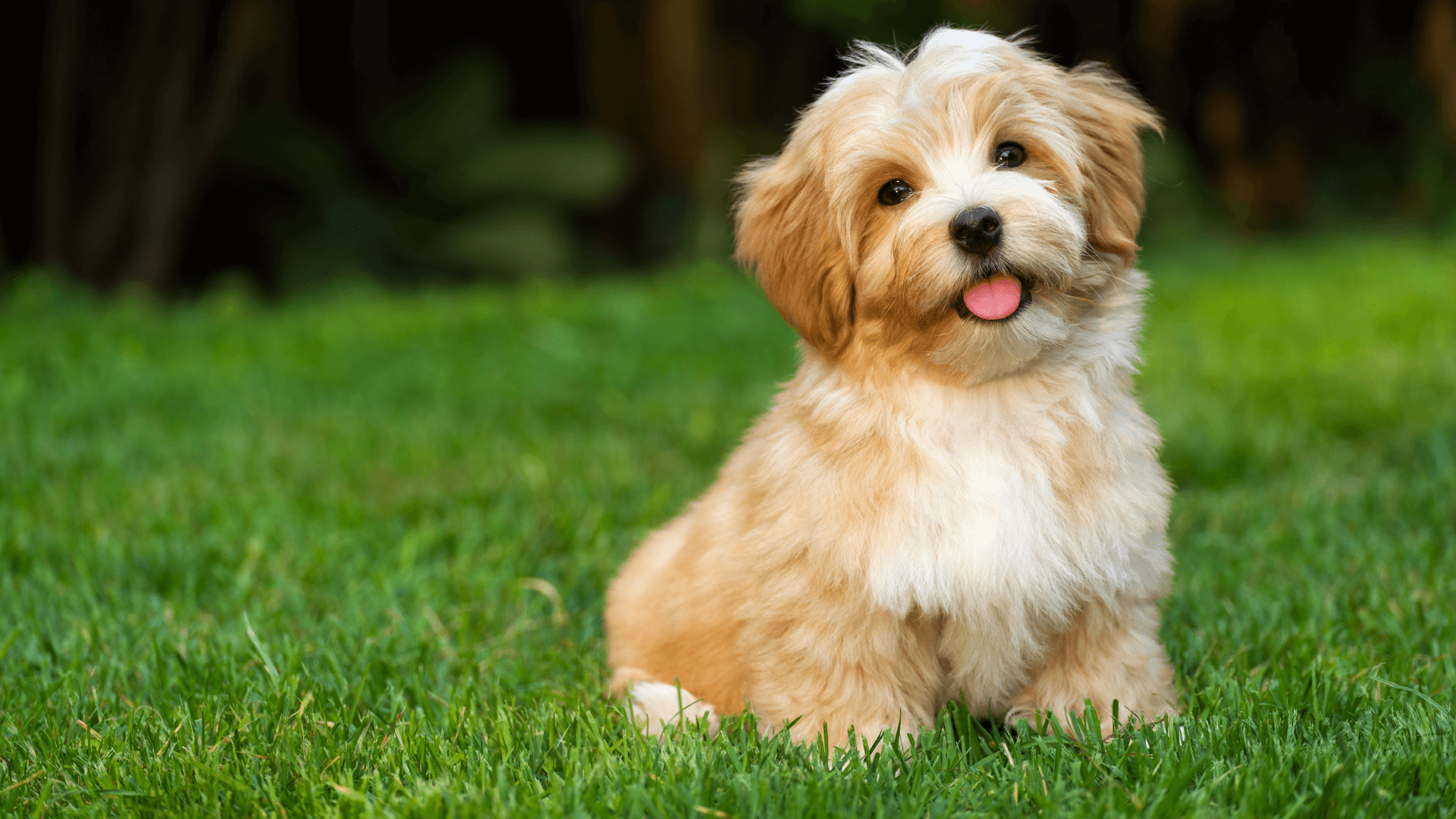 Veterinarian In Saline, MI 48176 & Ann Arbor, MI 48103 | Synergy ...